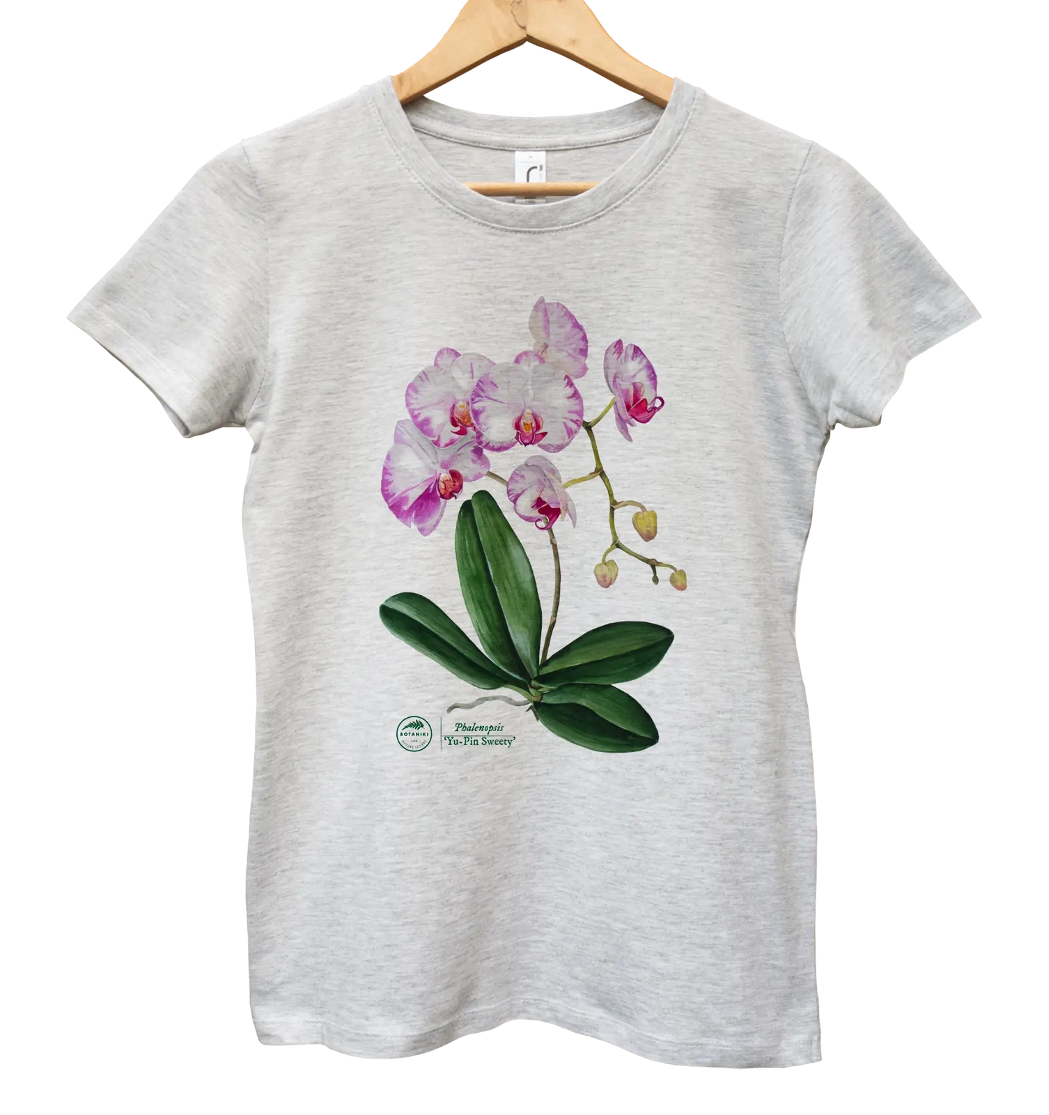 Storczyk Falenopsis | Botaniki